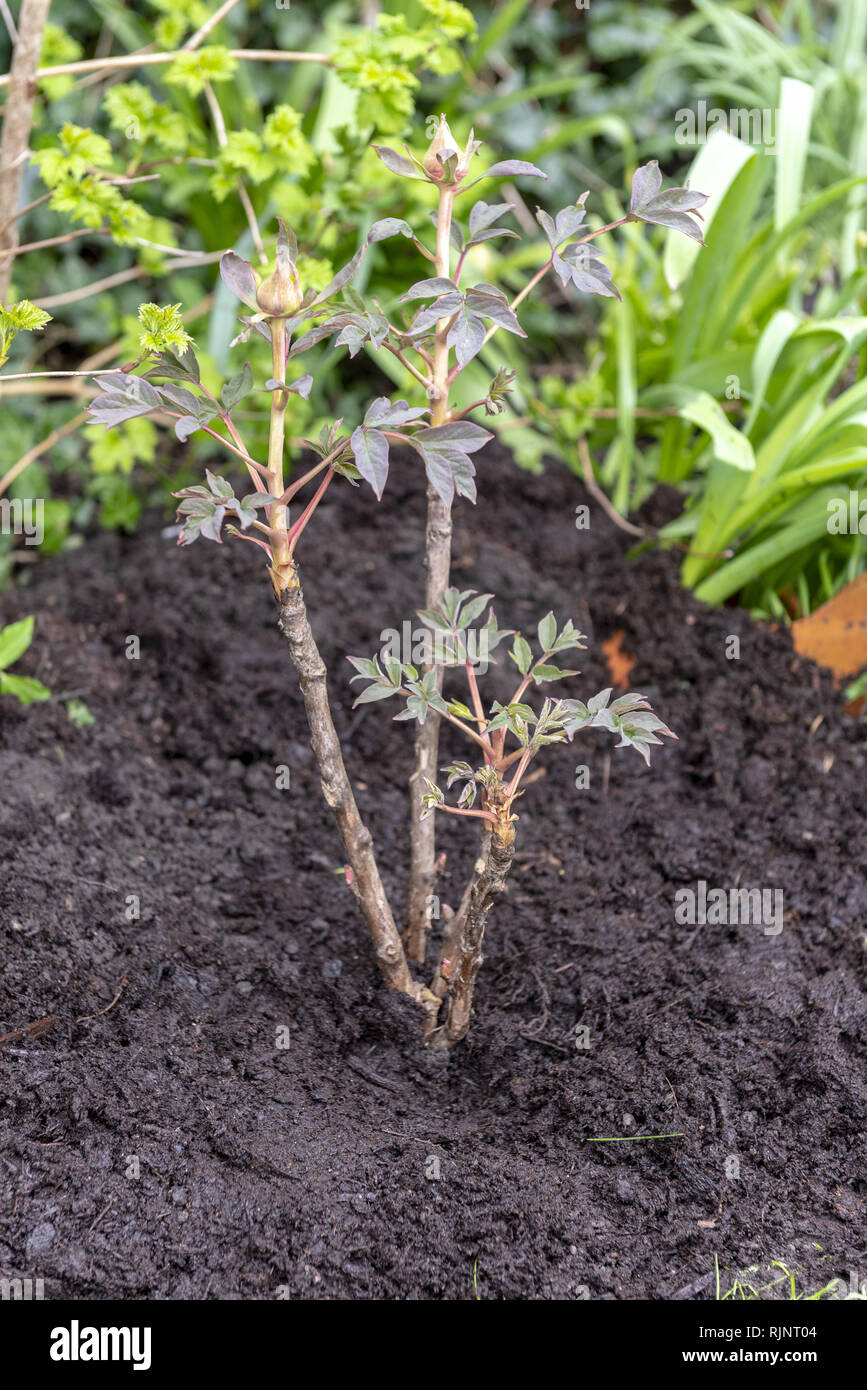 Plantation step by step of a Peony in a garden Stock Photo - Alamy