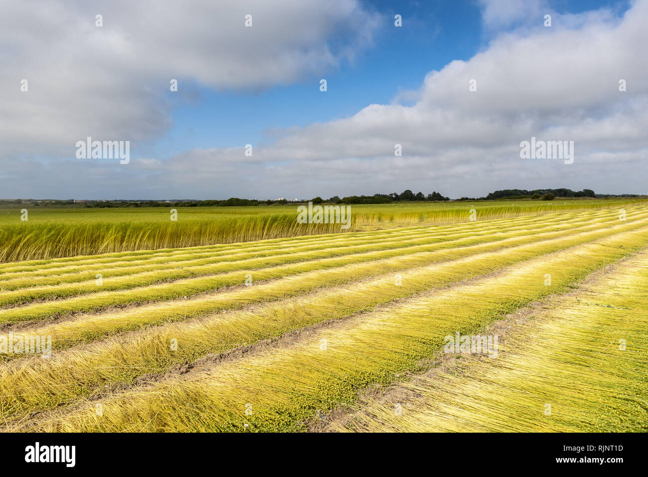 Drying flax stem hi-res stock photography and images - Alamy