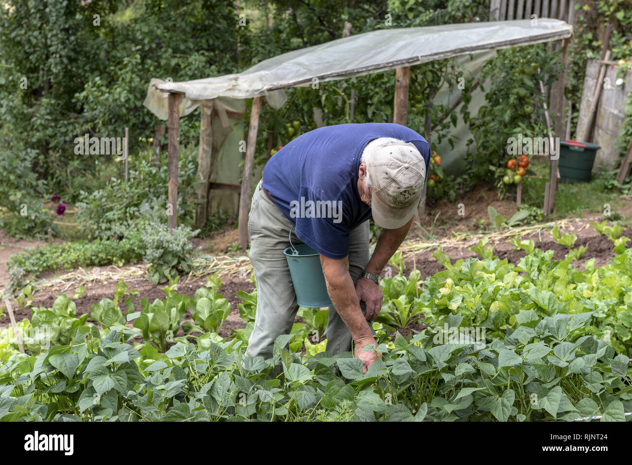 Picking beans net dwarf mangetout 'Sans Fil', summer, Moselle, France ...
