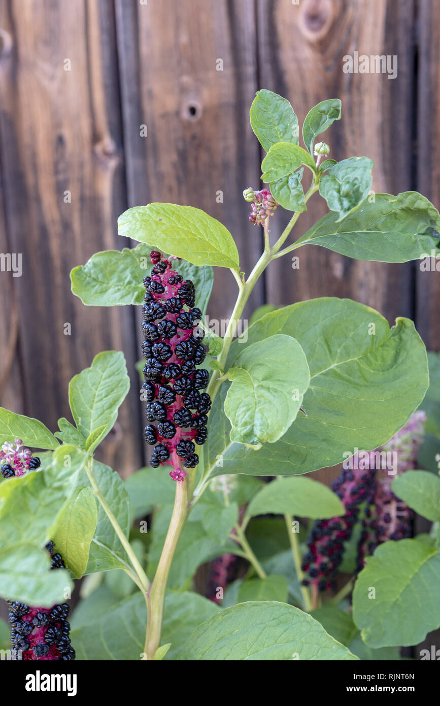 American pokeweed (Phytolacca decandra Stock Photo - Alamy