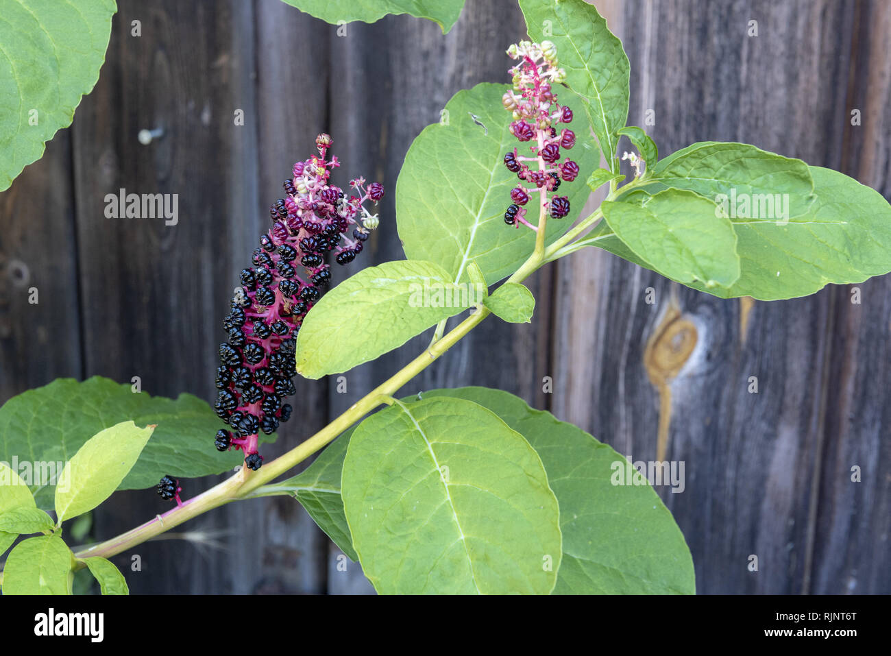 American pokeweed (Phytolacca decandra Stock Photo - Alamy