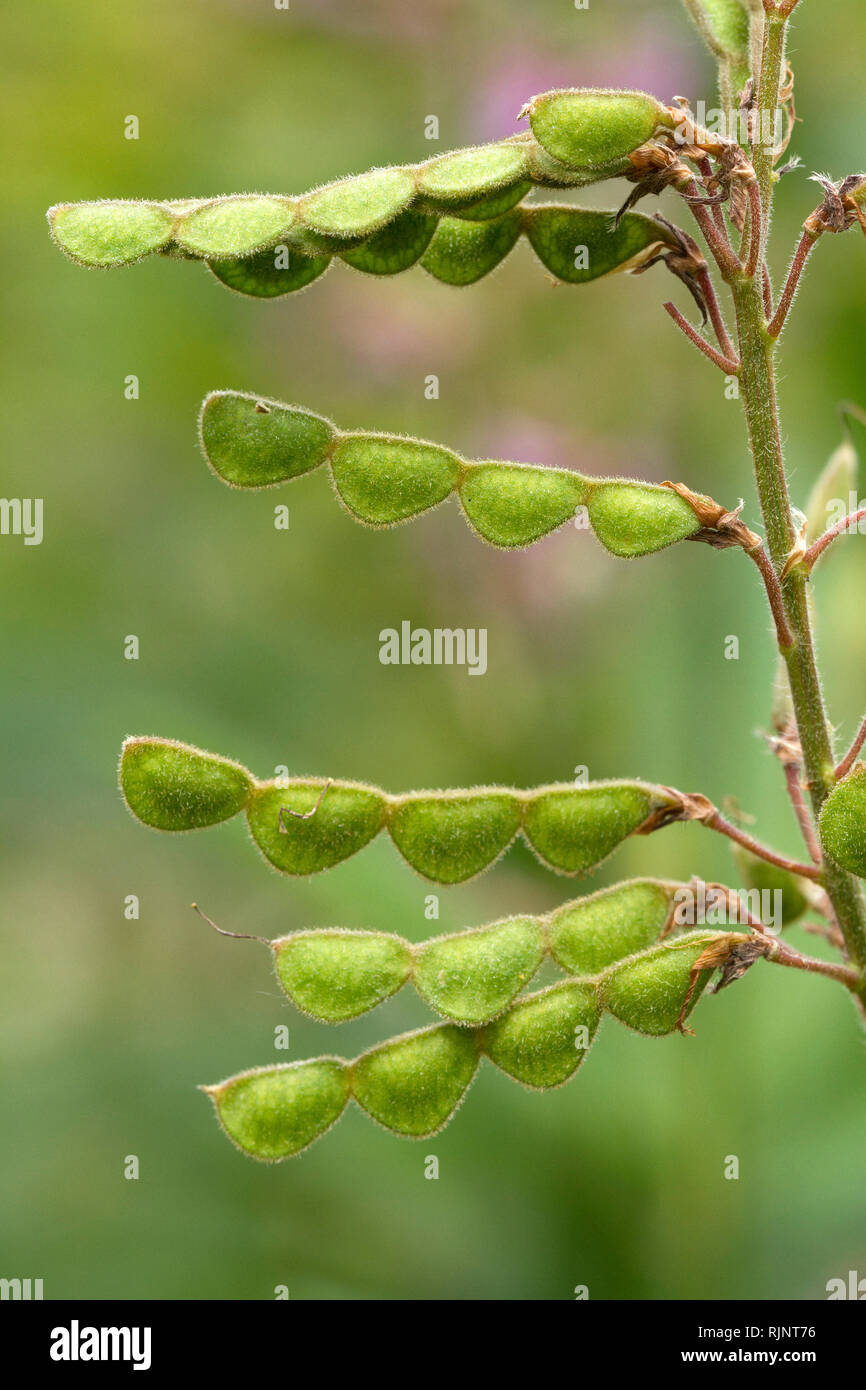 Canada tick-trefoil (Desmodium canadense Stock Photo - Alamy