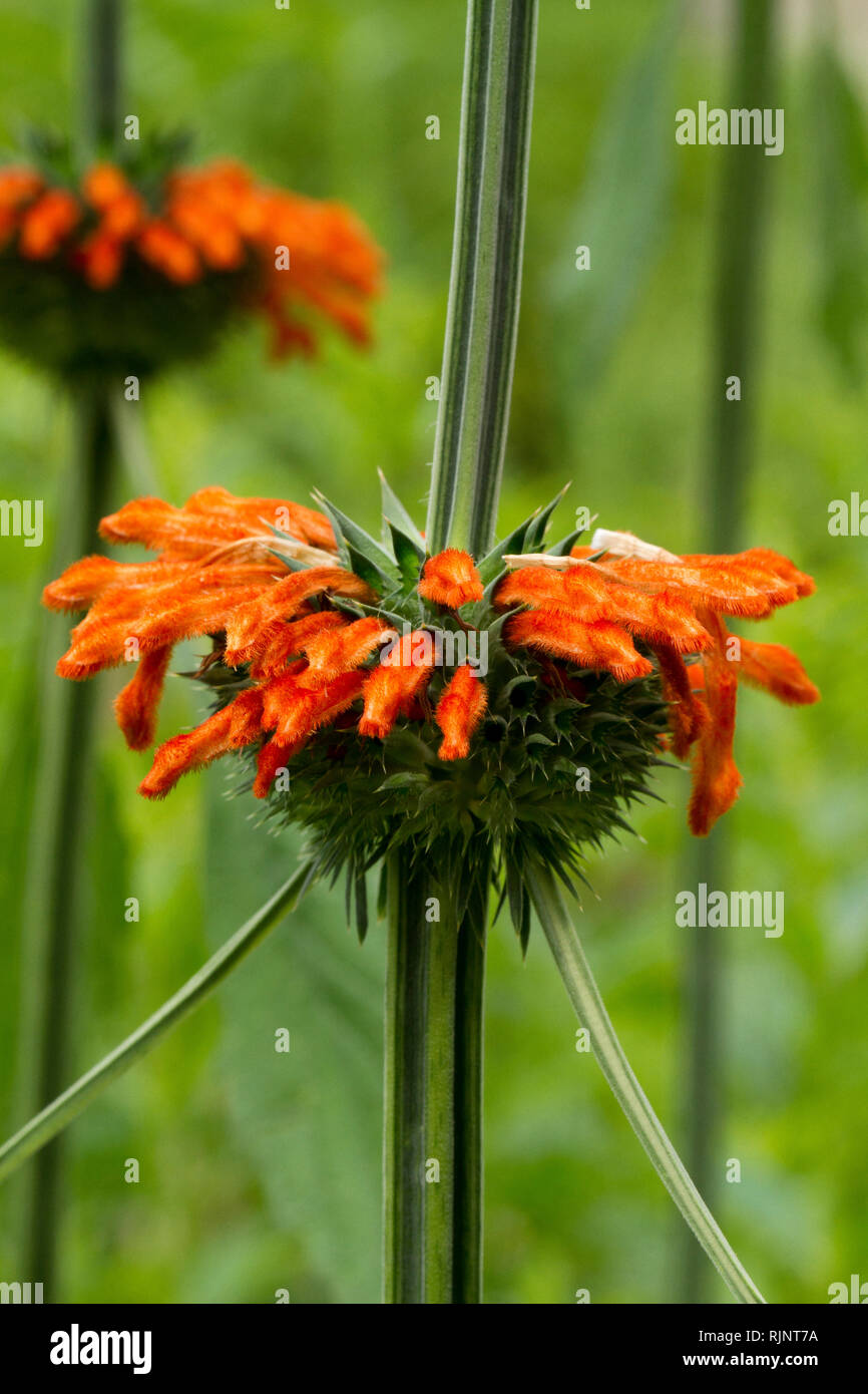 Lion's ear (Leonotis nepetifolia Stock Photo - Alamy