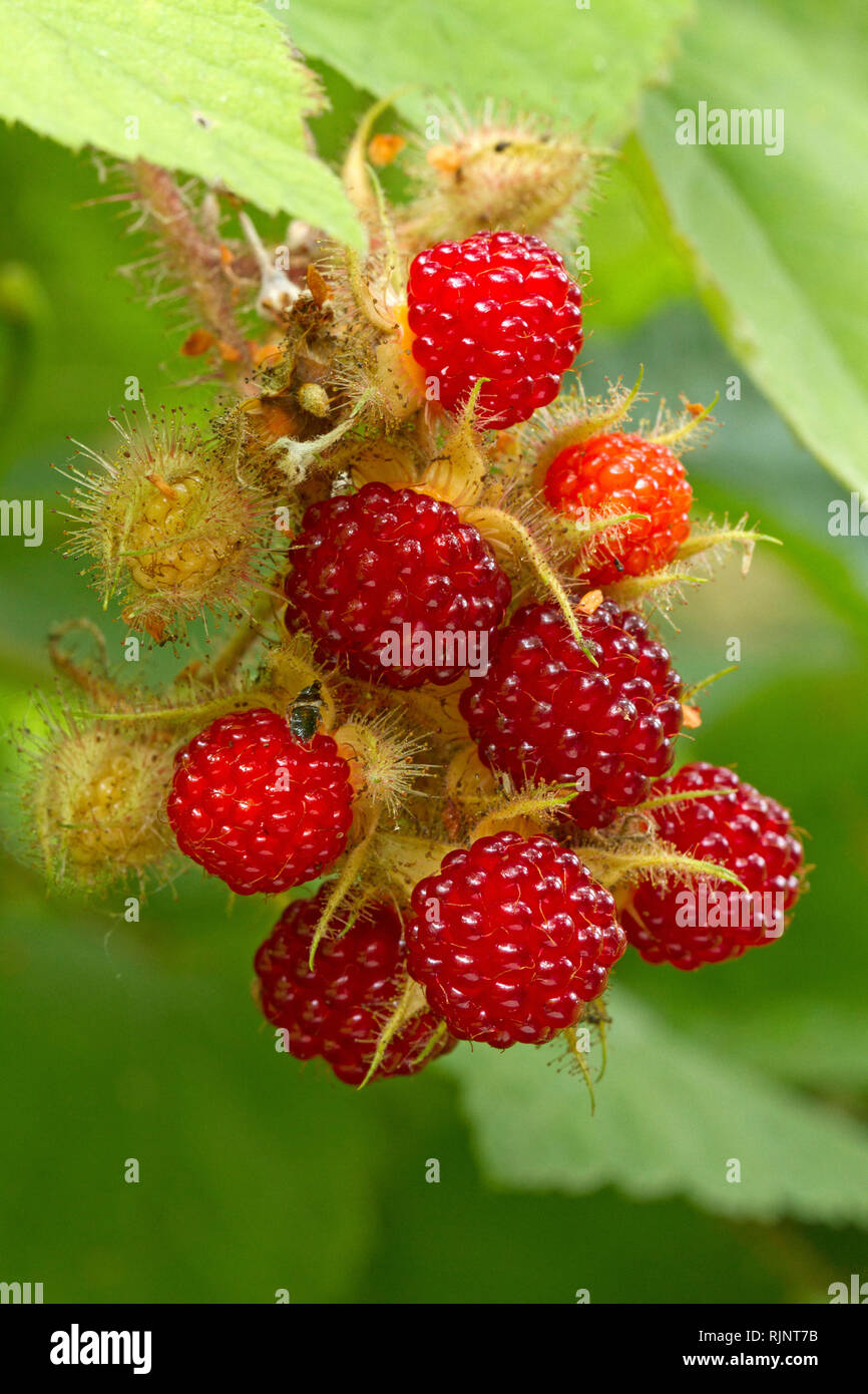 Japanese wineberry (Rubus phoenicolasius Stock Photo - Alamy