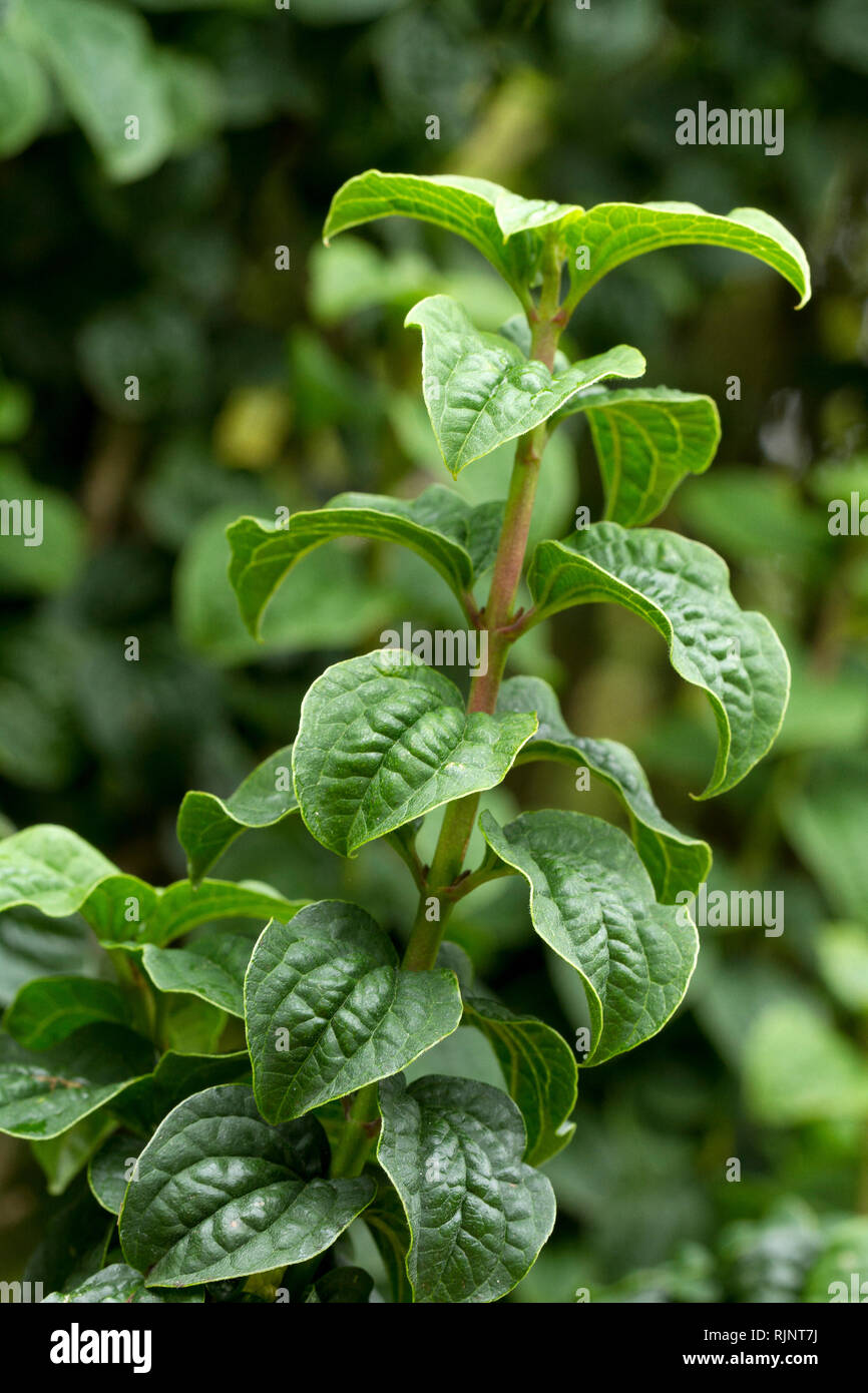 Common Dogwood (Cornus sanguinea) 'Compressa' Stock Photo - Alamy
