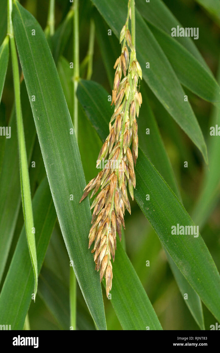 Chusquea bamboo chusquea gigantea hi-res stock photography and images ...