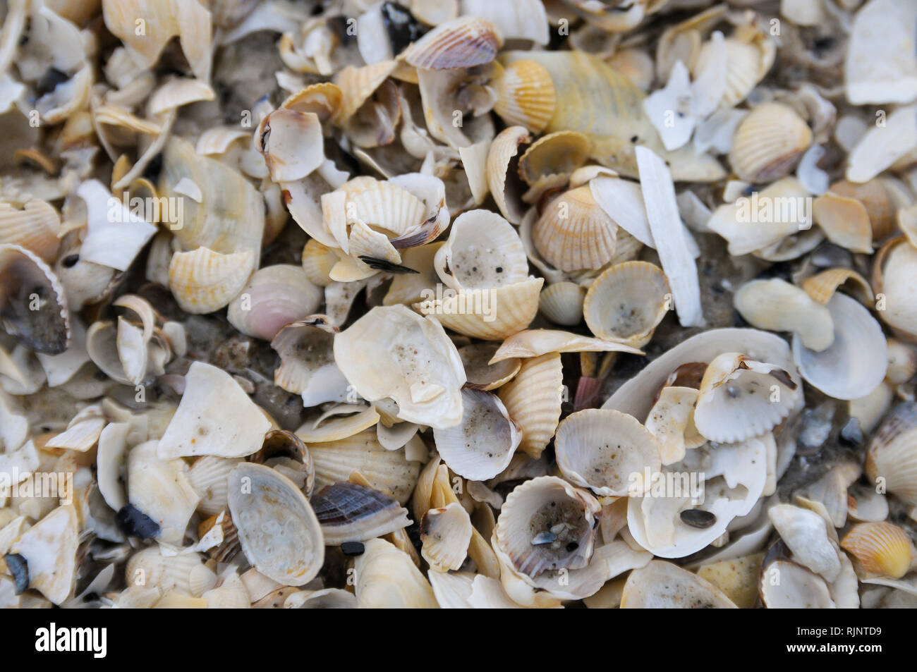 Muscheln am Strand - Hintergrund Stock Photo - Alamy