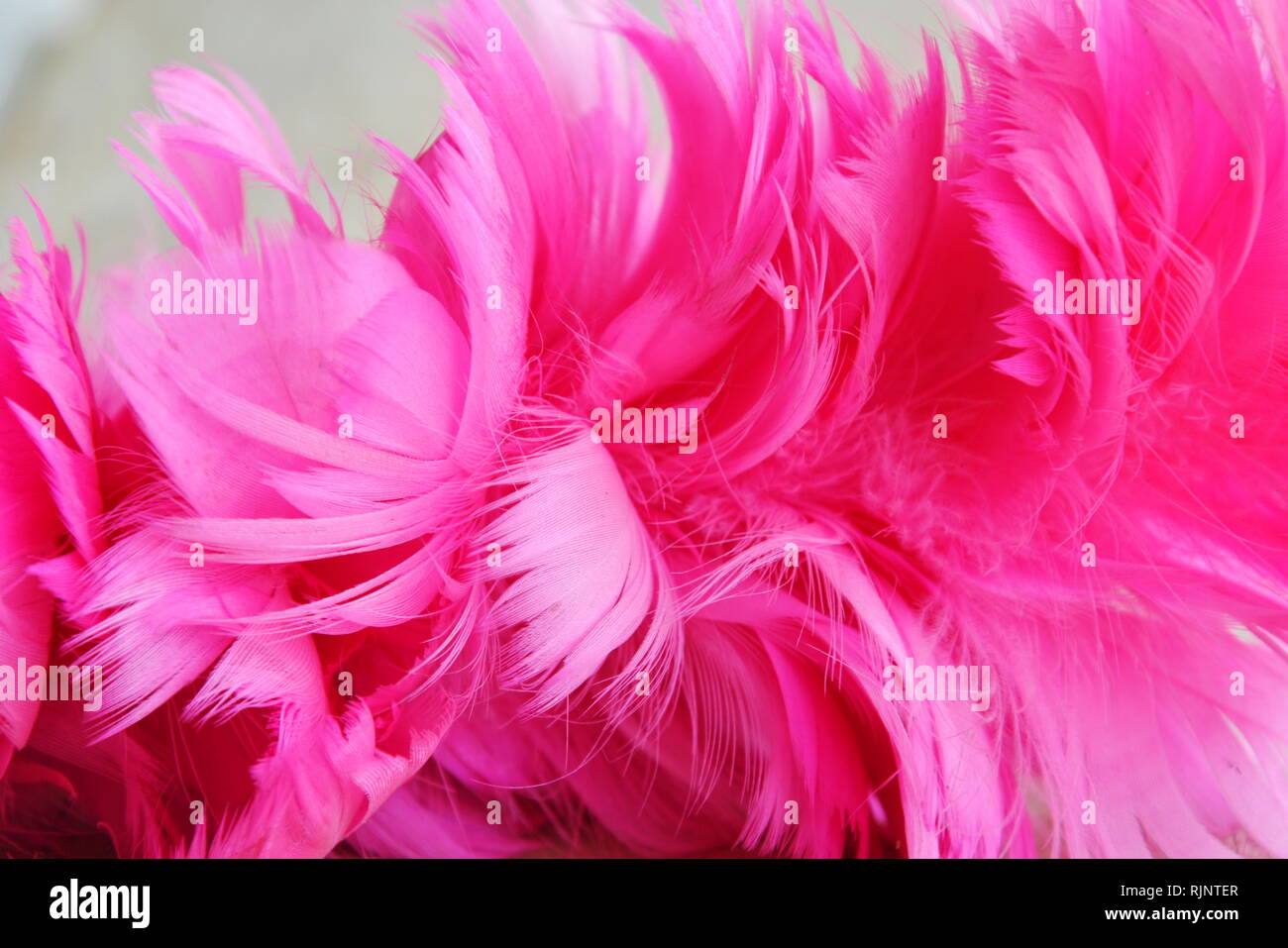 pink wood dust chicken feather texture and background Stock Photo - Alamy