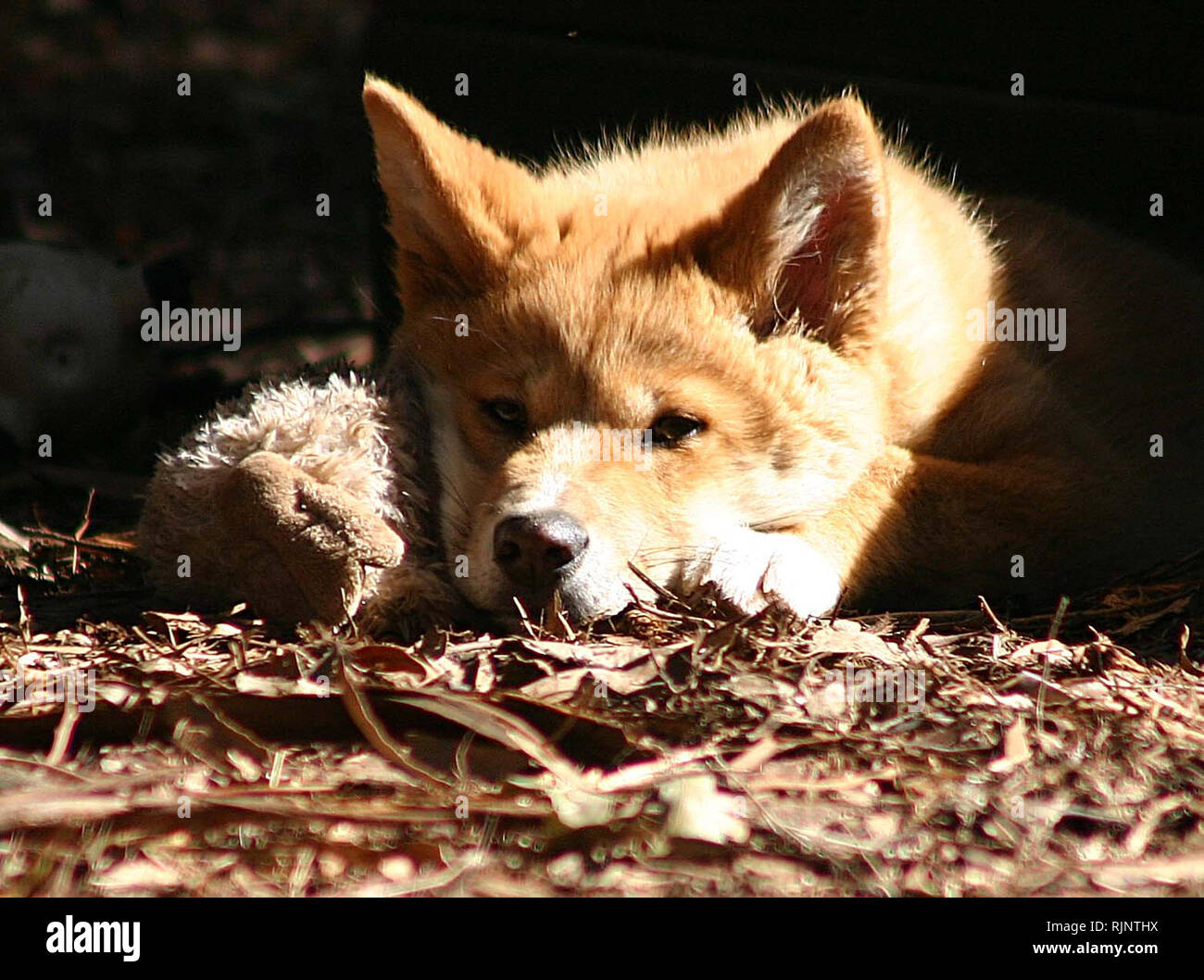 Dingo close up hi-res stock photography and images - Alamy