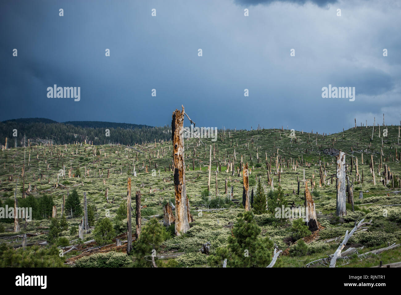 Burned trees from a California forest fire in the Inyo National Forest ...