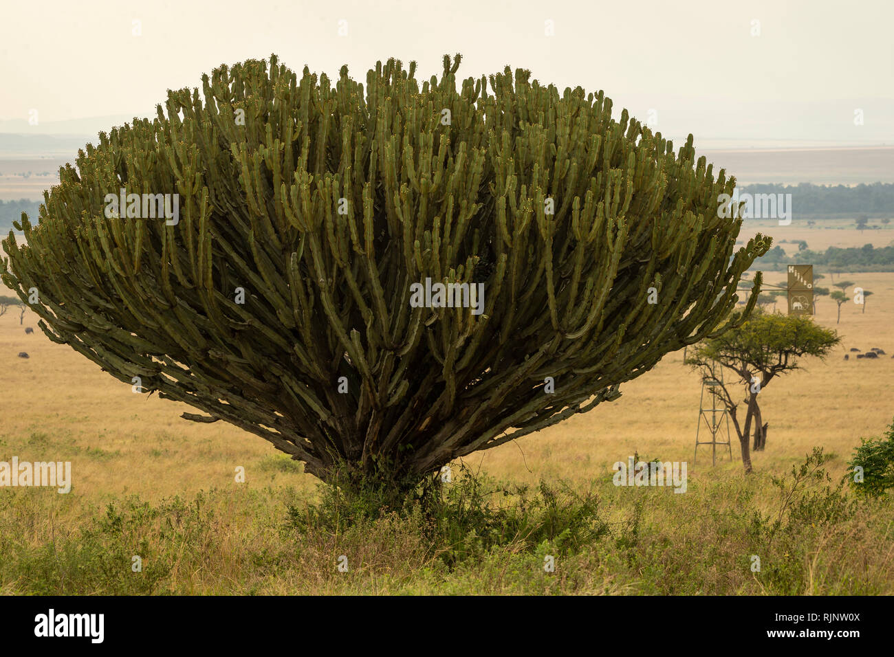 Euphorbia candelabra tree (Euphorbia ingenues) in the Mara Triangle ...
