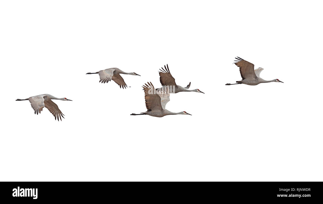 Sandhill cranes fly across in skein formation a white background Stock ...