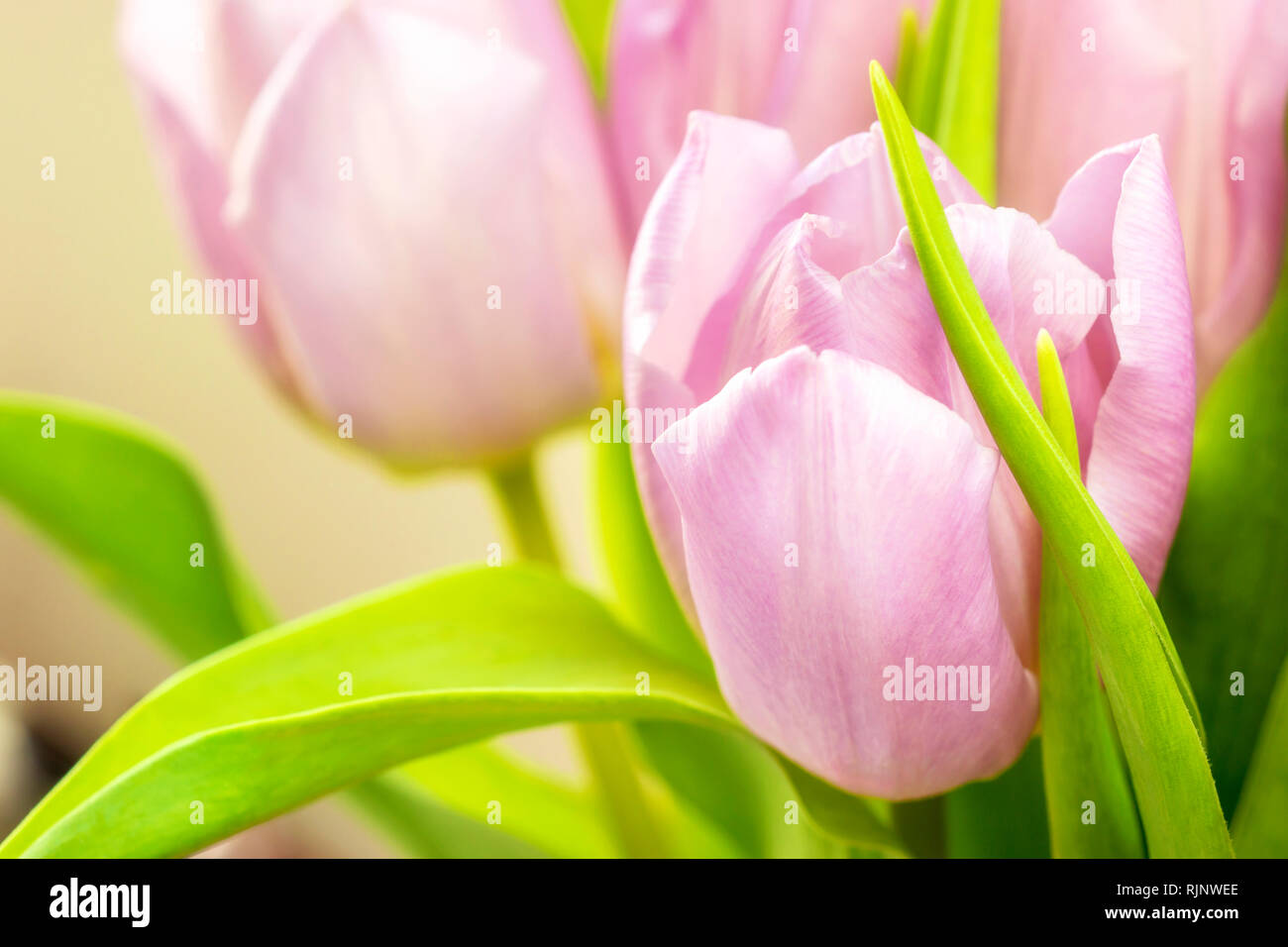 Spring tulip flowers background Stock Photo - Alamy