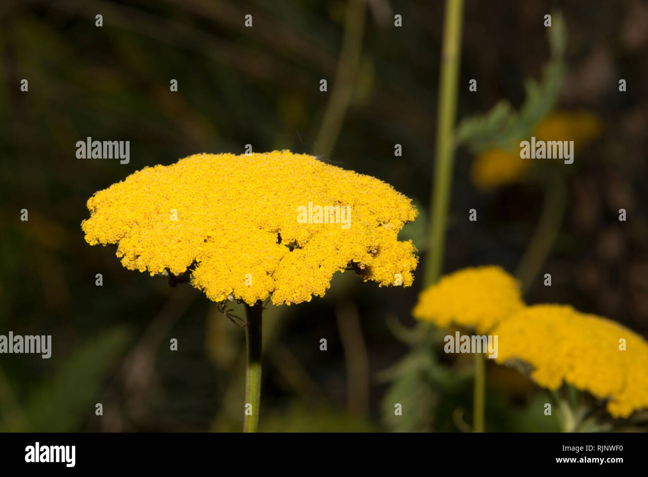 Fern-Leaf Yarrow (Achillea filipendulina Stock Photo - Alamy