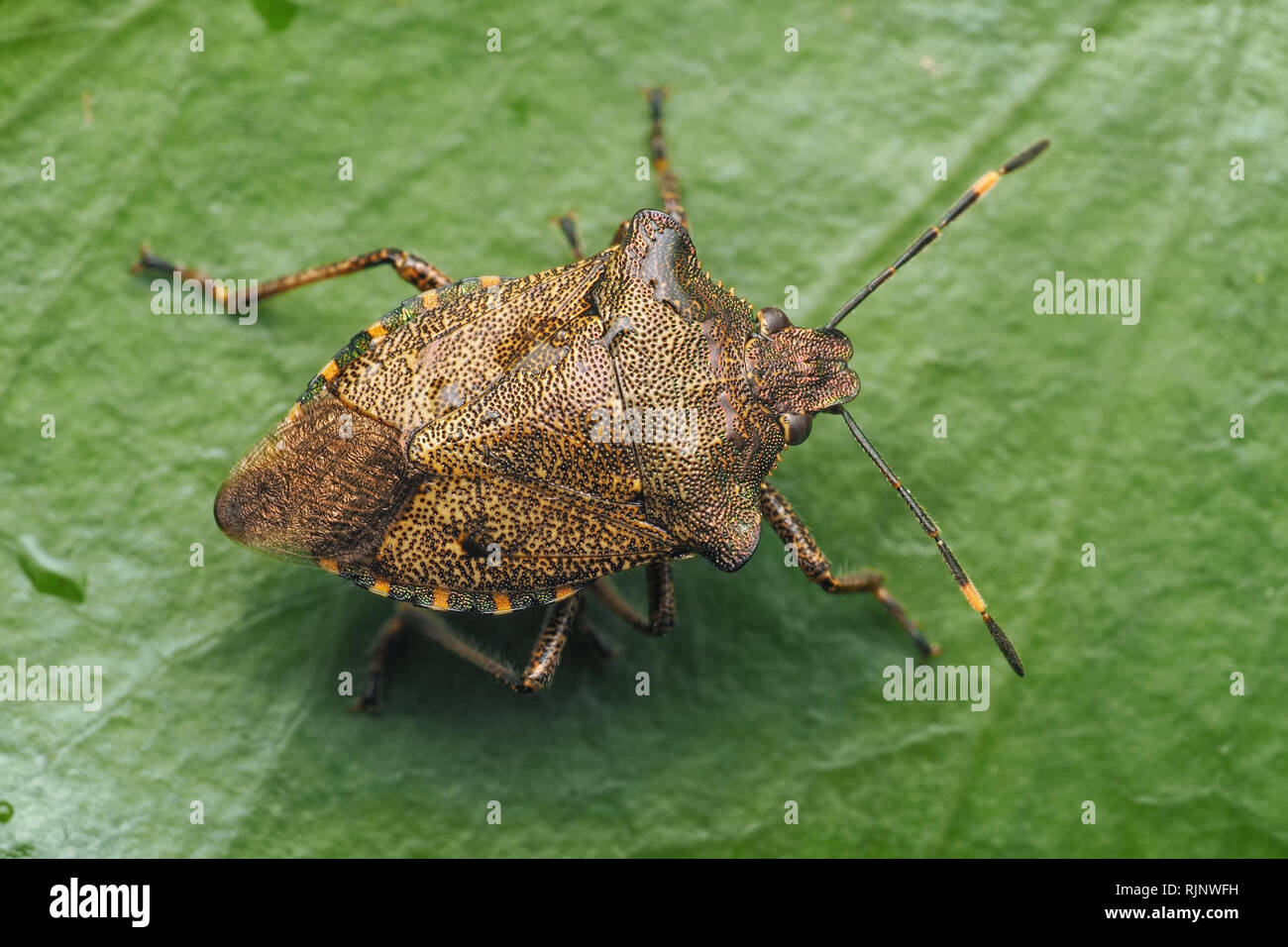 Overwintering bronze shieldbug hi-res stock photography and images - Alamy