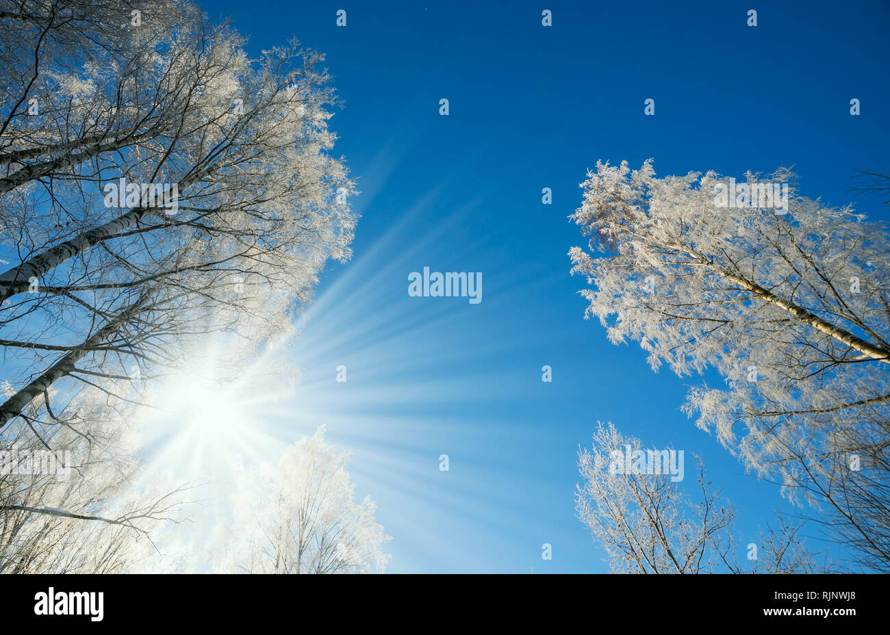 Winter nature winter frosted tree-tops. Winter background-frosty ...