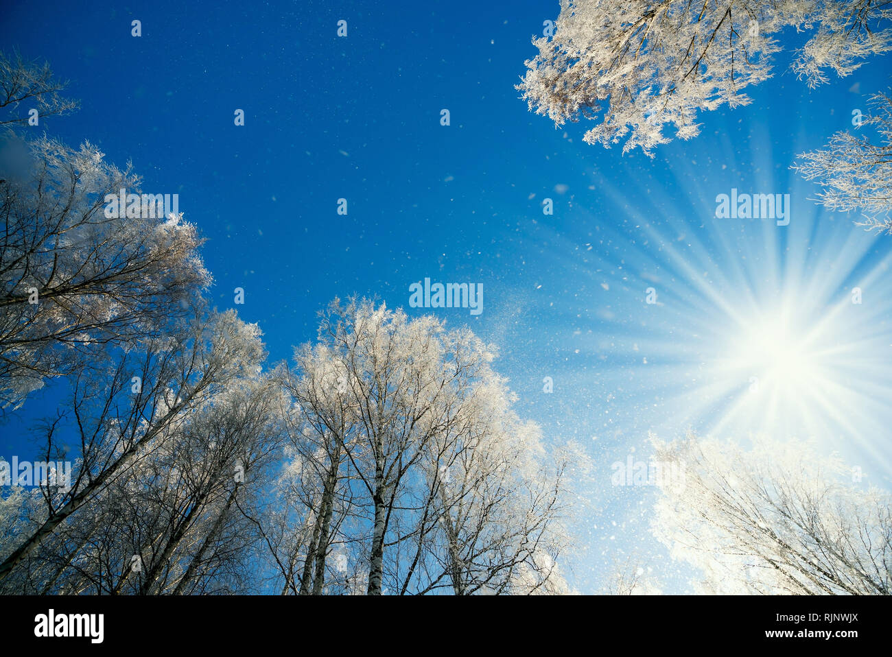 Winter nature winter frosted tree-tops. Winter background-frosty ...