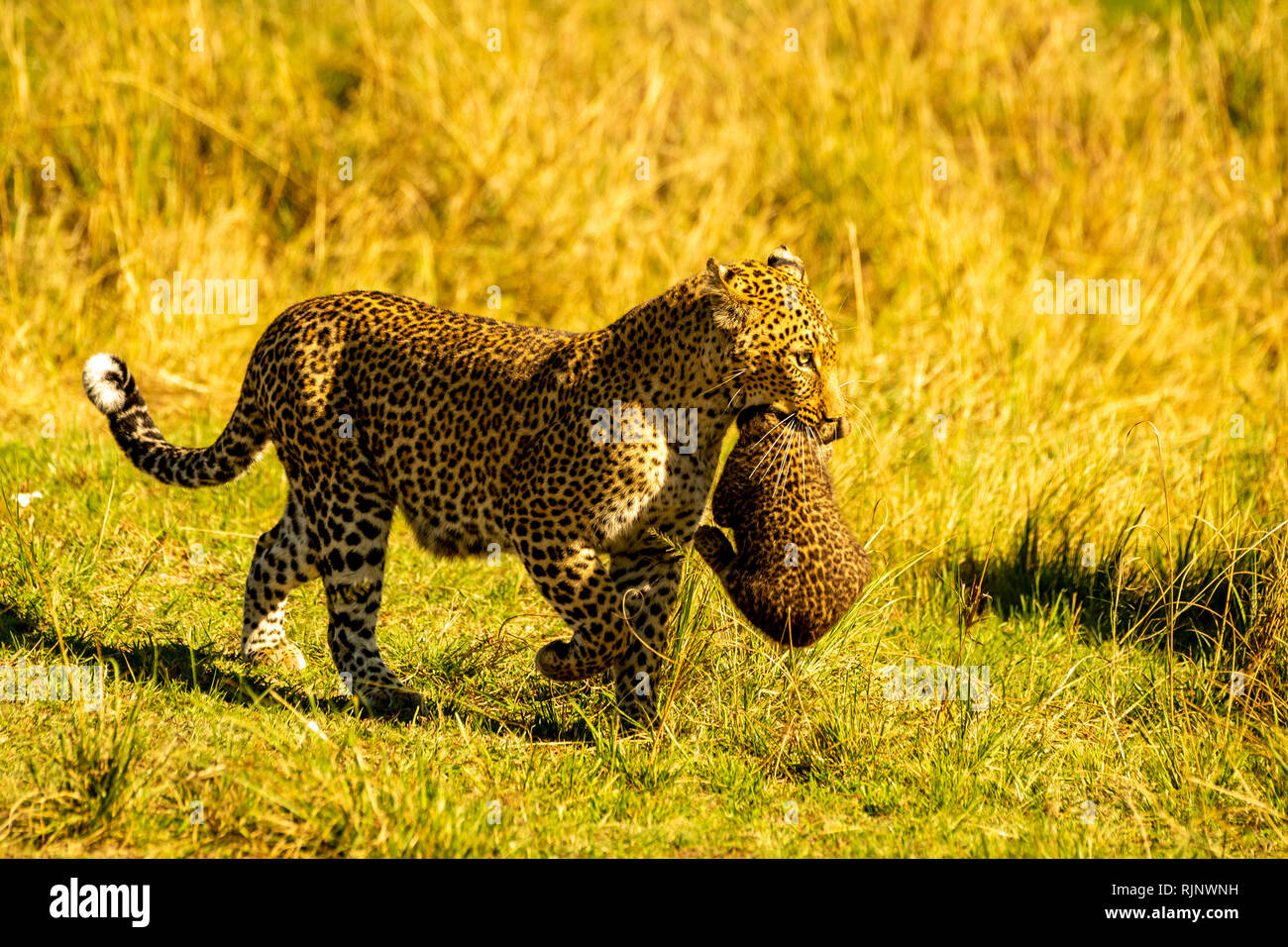 Female african leopard (Panthera pardus) mother carrying her cub in her ...