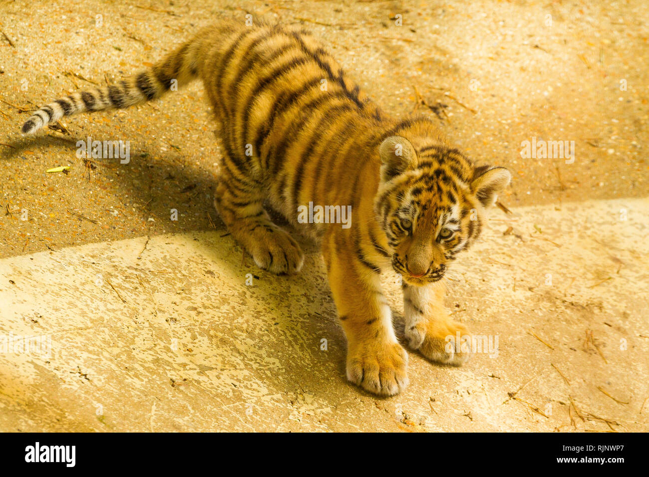 Siberian Tiger Cub Standing Panthera High Resolution Stock Photography ...