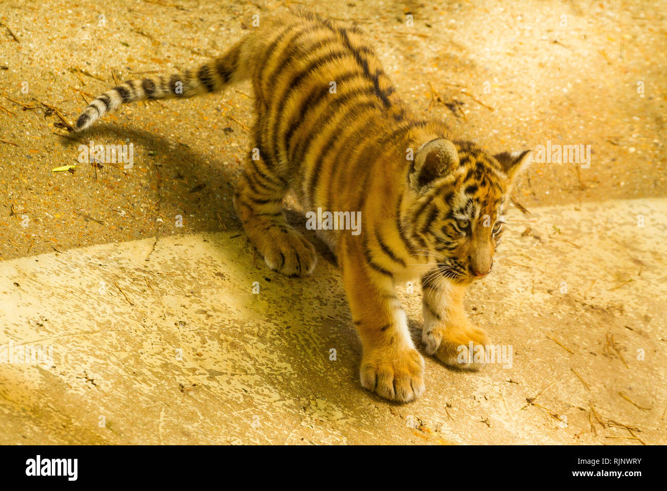 Siberian/Amur Tiger Cub (Panthera Tigris Altaica) Standing Up Stock ...