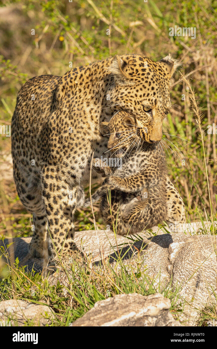 Female african leopard (Panthera pardus) mother carrying her cub in her ...