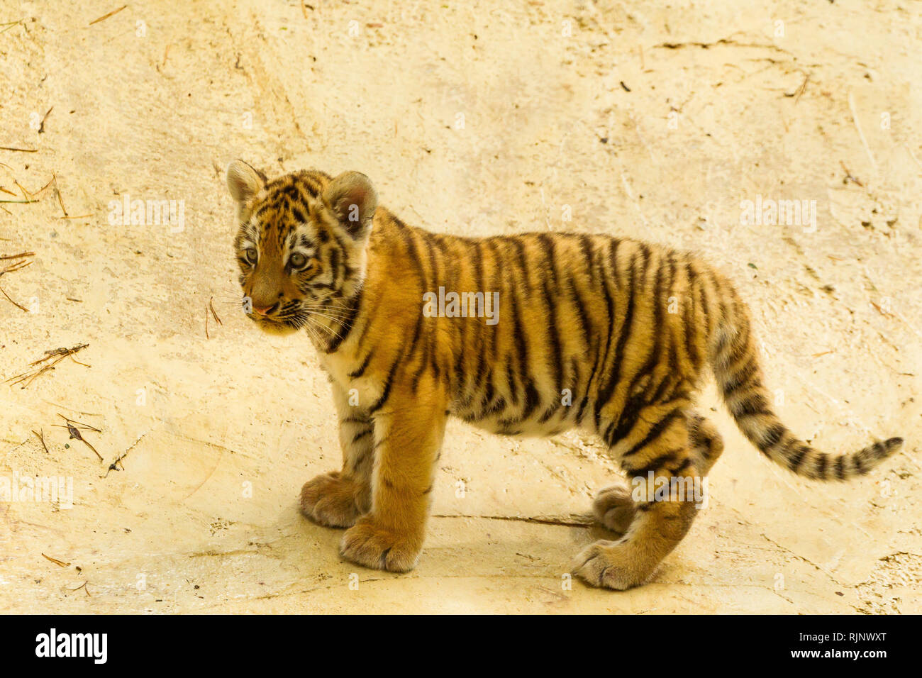 Siberian tiger cub standing panthera hi-res stock photography and ...