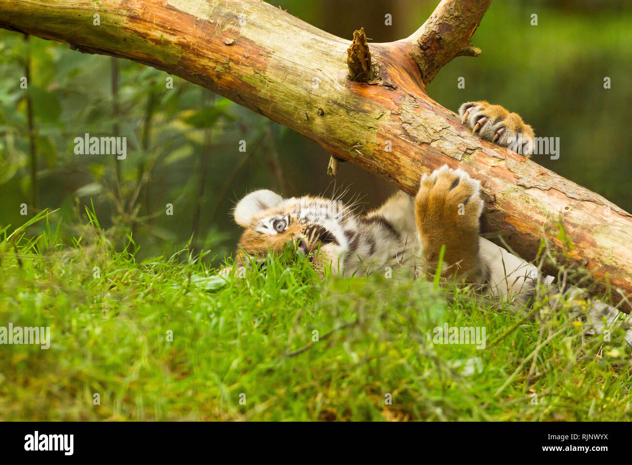 Tiger resting under tree hi-res stock photography and images - Alamy