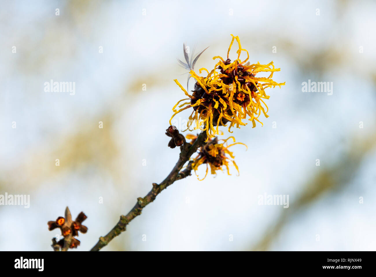 The yellow flowers of a witch hazel 'Pallida' (Hamamelis × intermedia ...