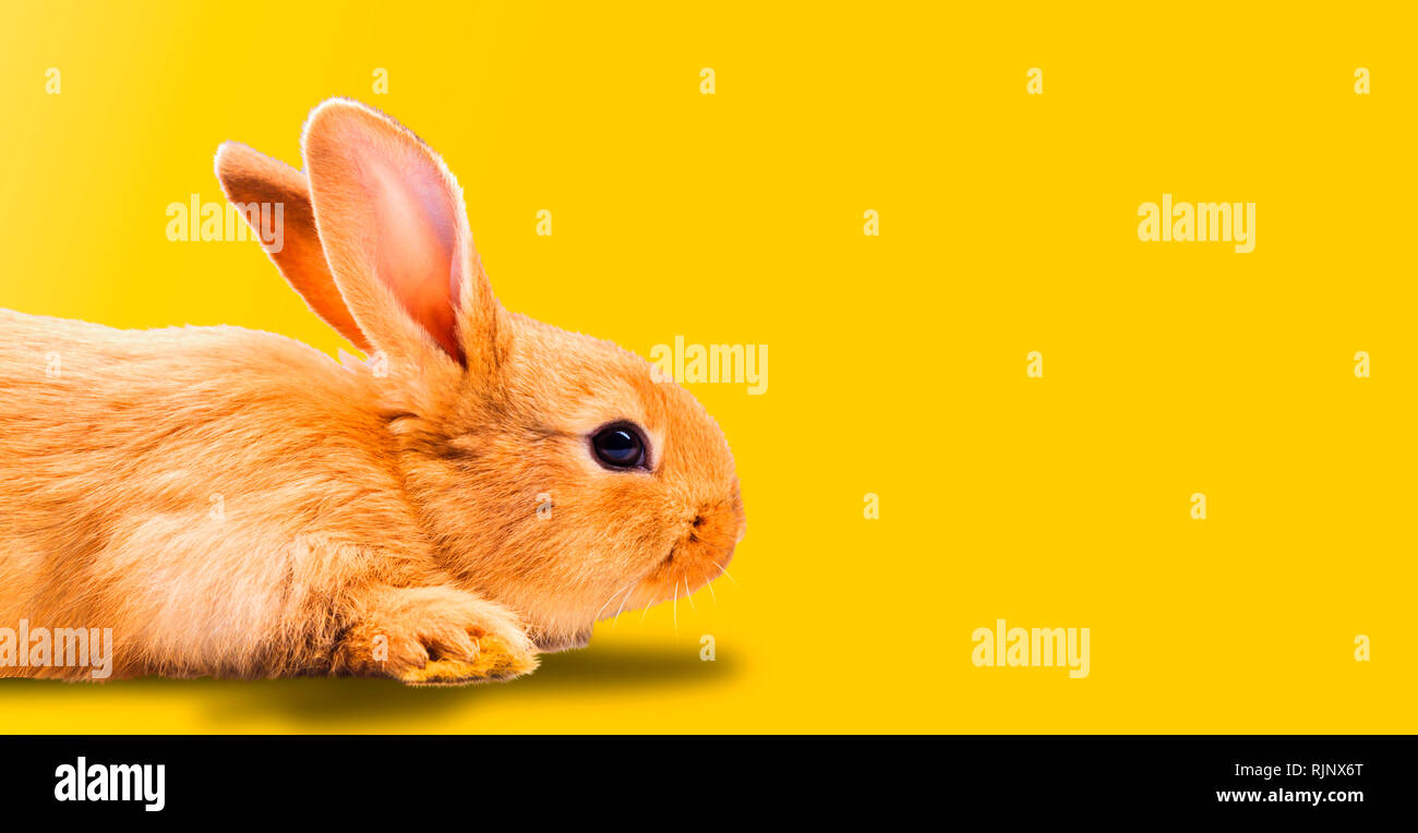 Close up cute domestic rabbit hi-res stock photography and images - Alamy