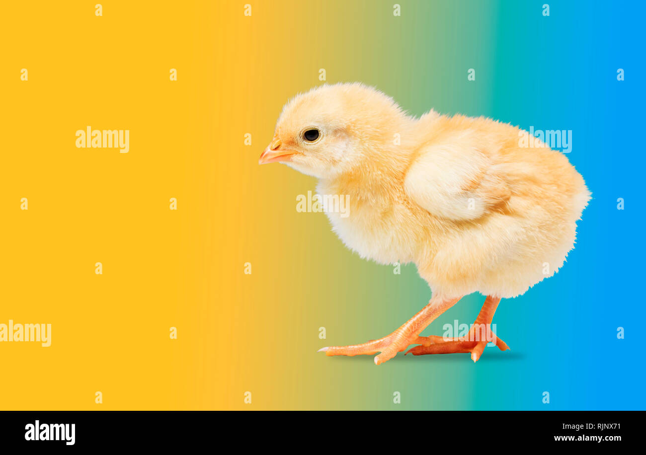 Fuzzy chicken chick hi-res stock photography and images - Alamy