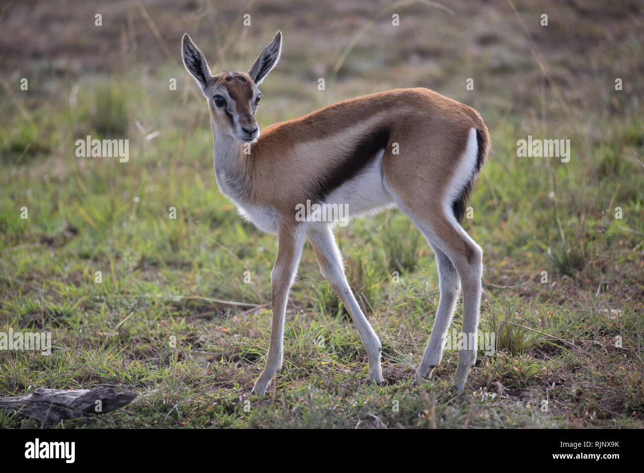 Young Thomson's gazelle, Eudorcas thomsonii, Masai Mara, Kenya Stock ...