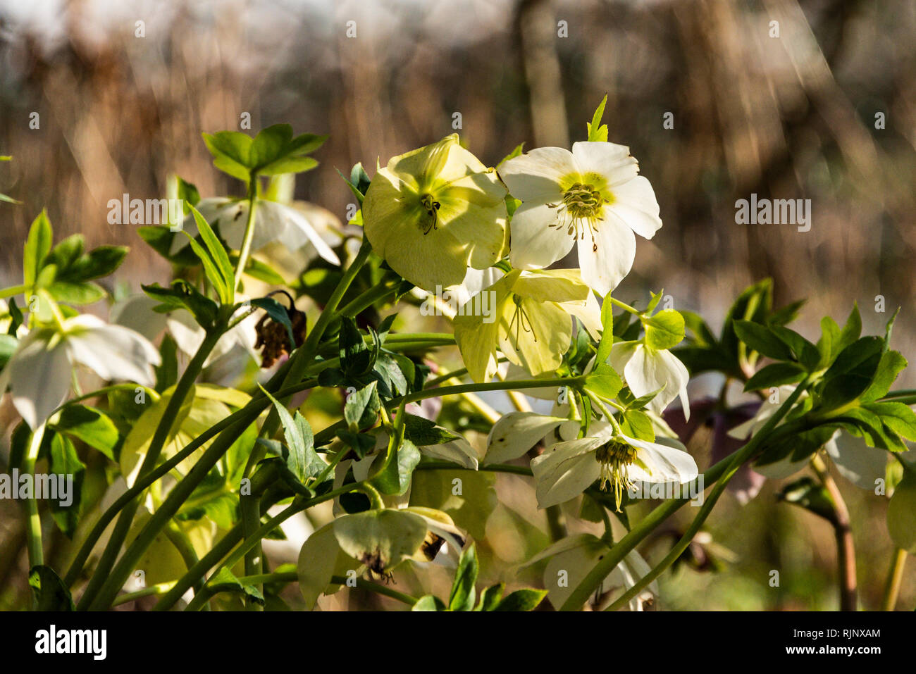 A white hellebore (Helleborus Stock Photo - Alamy