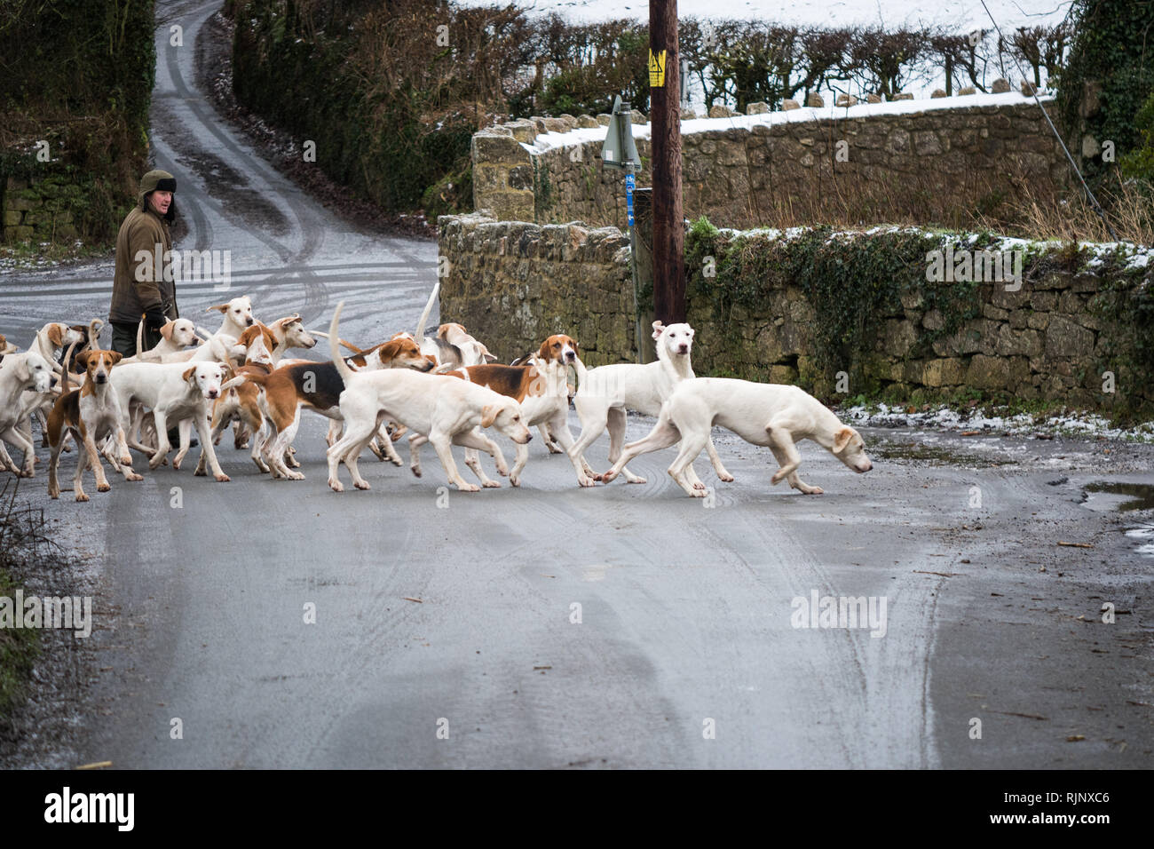 Foxhound Pack Stock Photos & Foxhound Pack Stock Images - Alamy