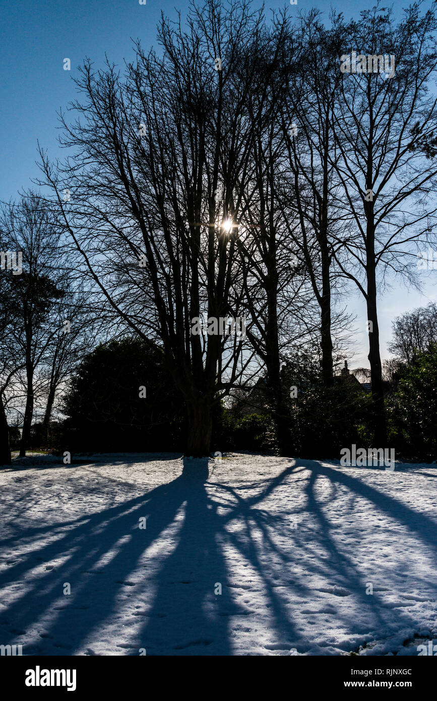 Trees silhouette against low winter sun in the sun Stock Photo - Alamy