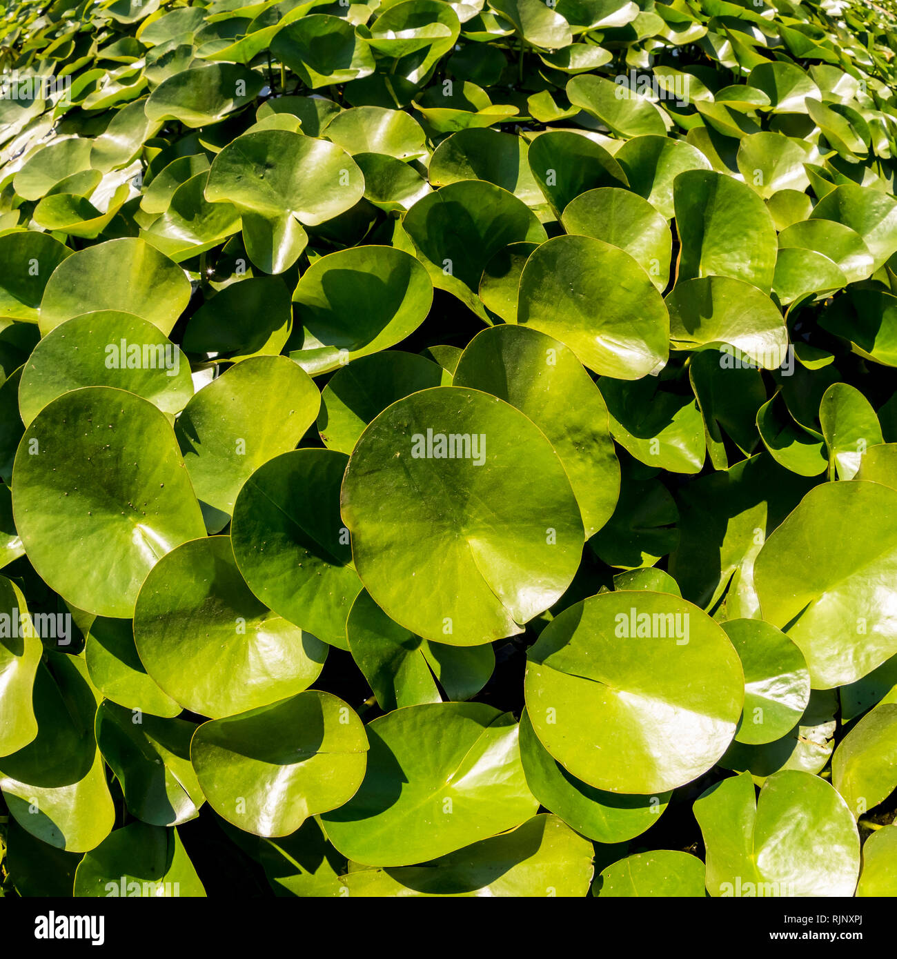 Green leaves of duckweed (Lemnoideae) in a pond in the sunny day ...