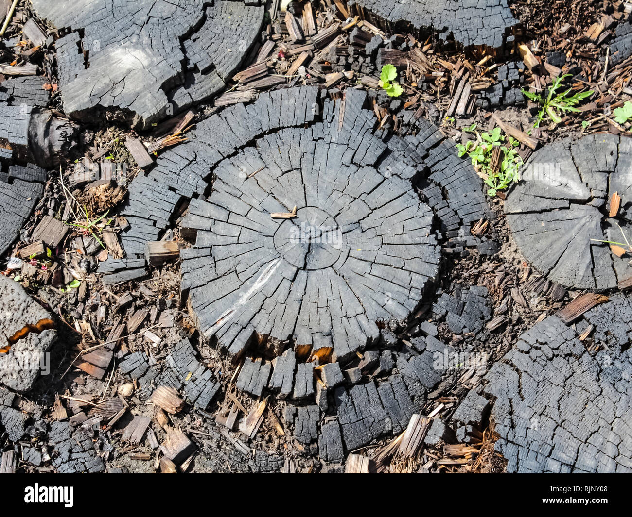 Carbonized Fossil Stock Photos & Carbonized Fossil Stock Images - Alamy