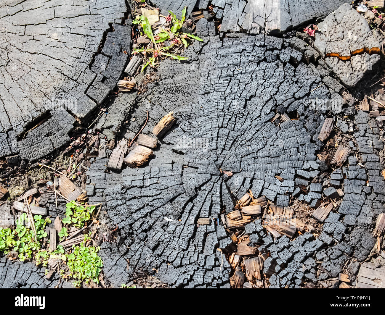 Burnt stump of an old tree. Black Embers of a Stump. Burnt stump of an ...