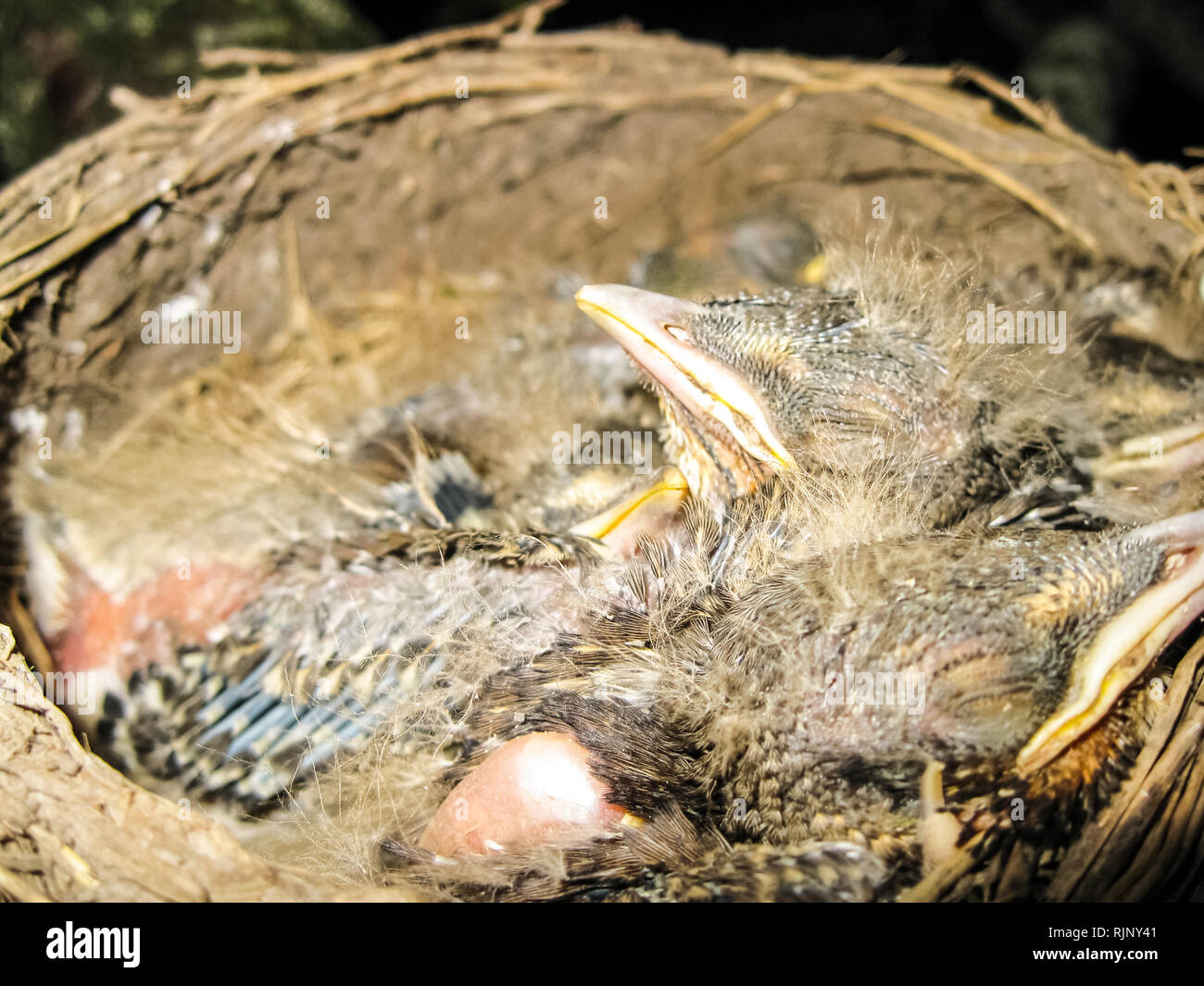 Chicks in the nest. Cubs nesting birds. Breeding birds in nature Stock ...