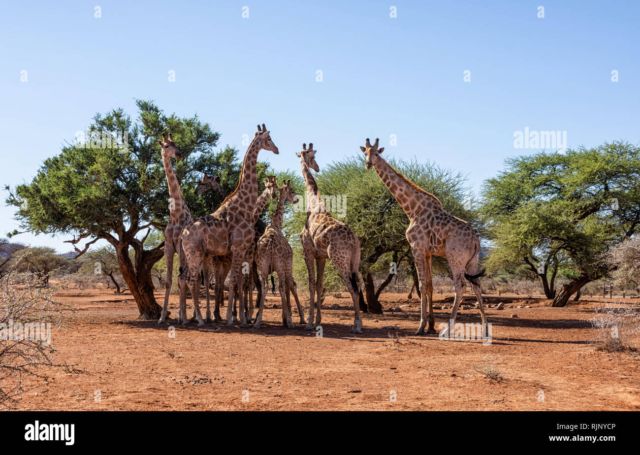 A group of Giraffes in Southern African savanna Stock Photo - Alamy
