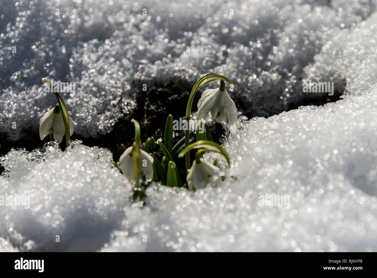 Snowdrops (Galanthus) in the snow Stock Photo - Alamy