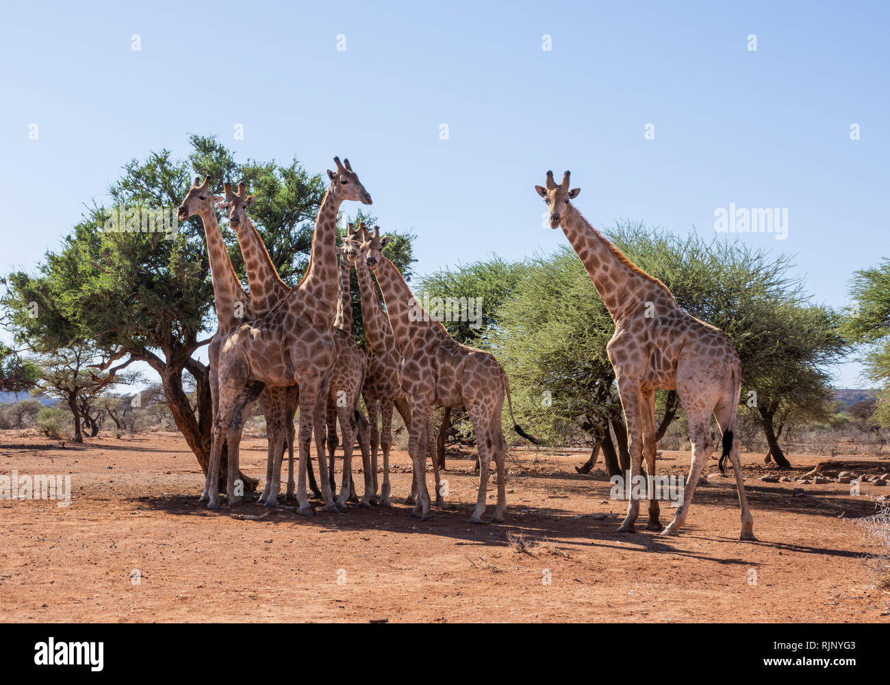 A group of Giraffes in Southern African savanna Stock Photo - Alamy