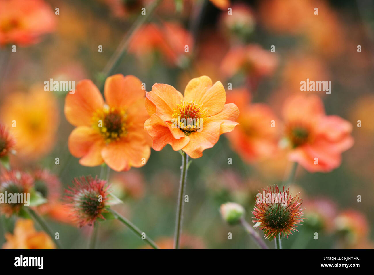 Tangerine botanical hi-res stock photography and images - Alamy