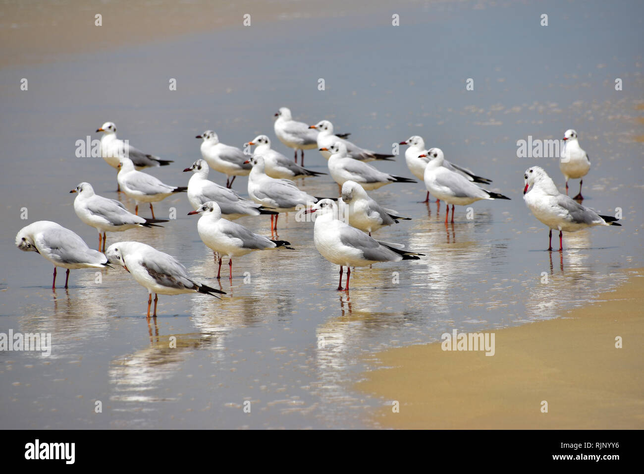 Gulls of india hi-res stock photography and images - Alamy