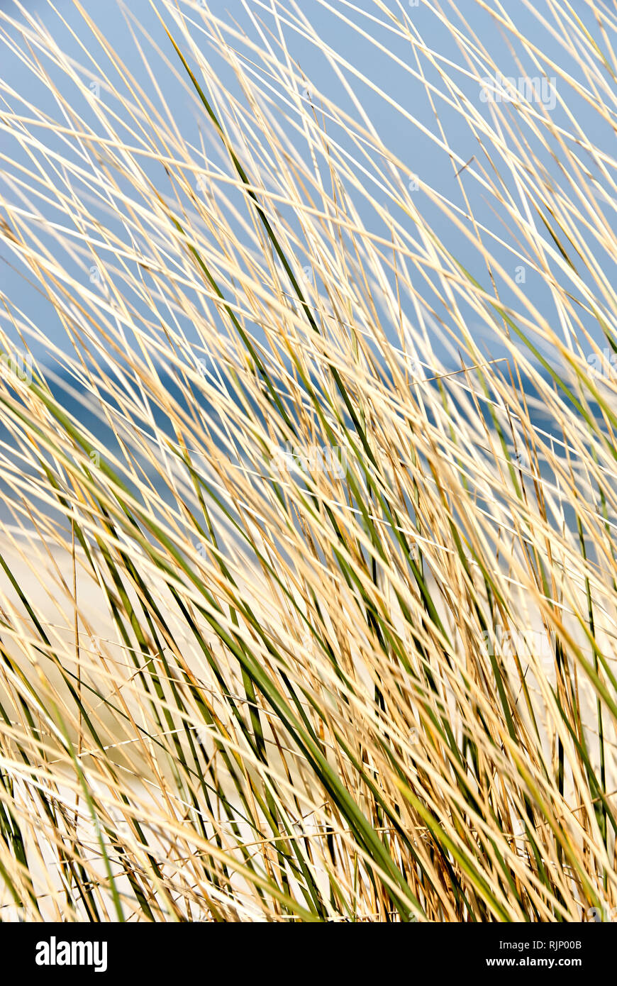 Dune sea gras beach hi-res stock photography and images - Alamy