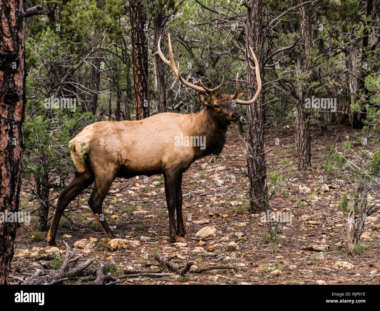 Reindeer walks through the forest tundra. North animal deer Stock Photo ...