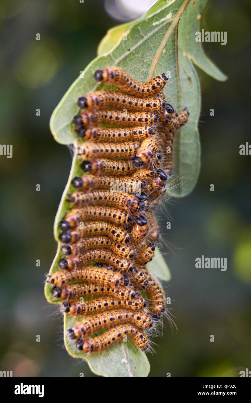 oak processionary moth on leaf Stock Photo - Alamy