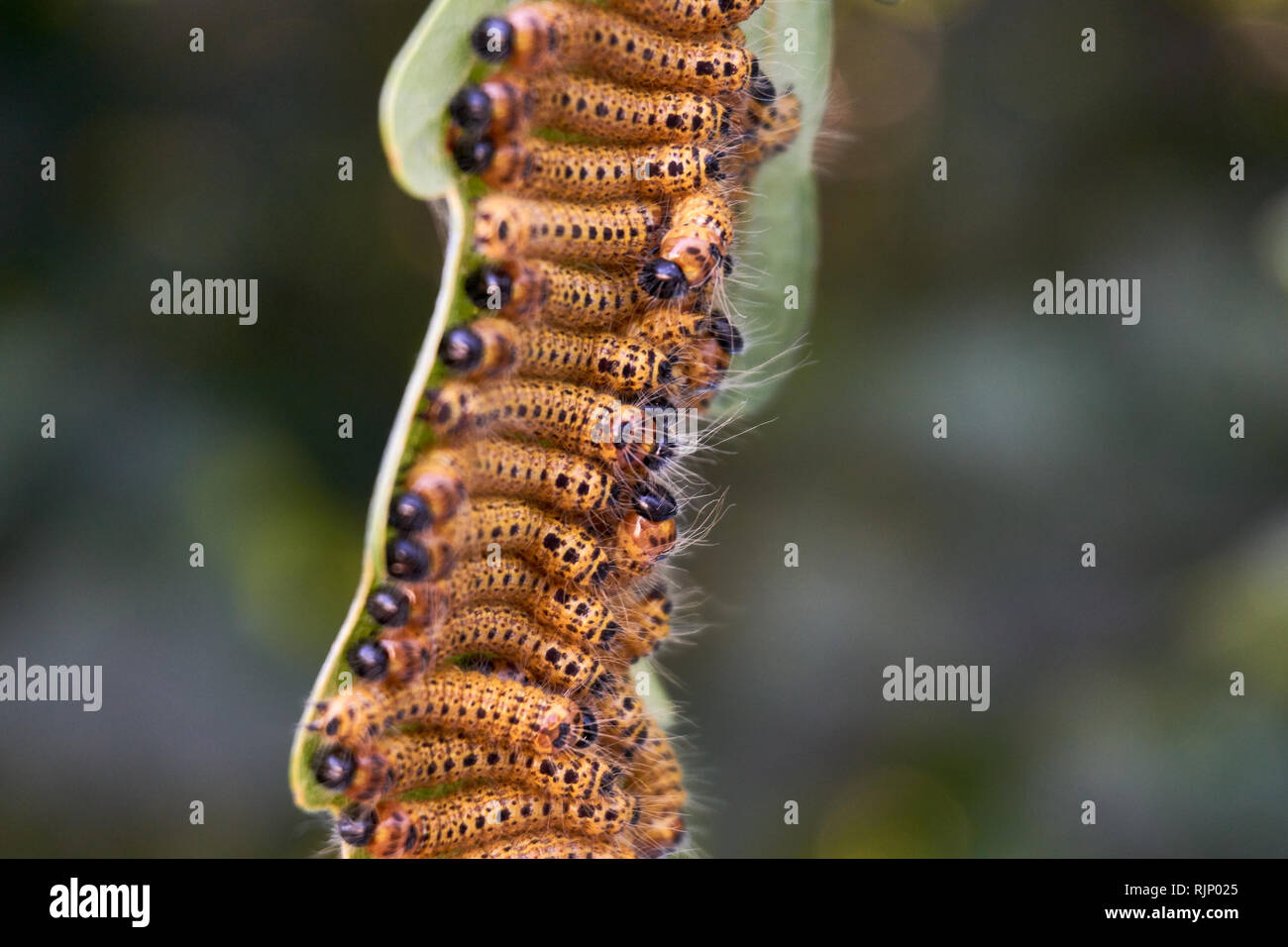 Oak procession caterpillars hi-res stock photography and images - Alamy
