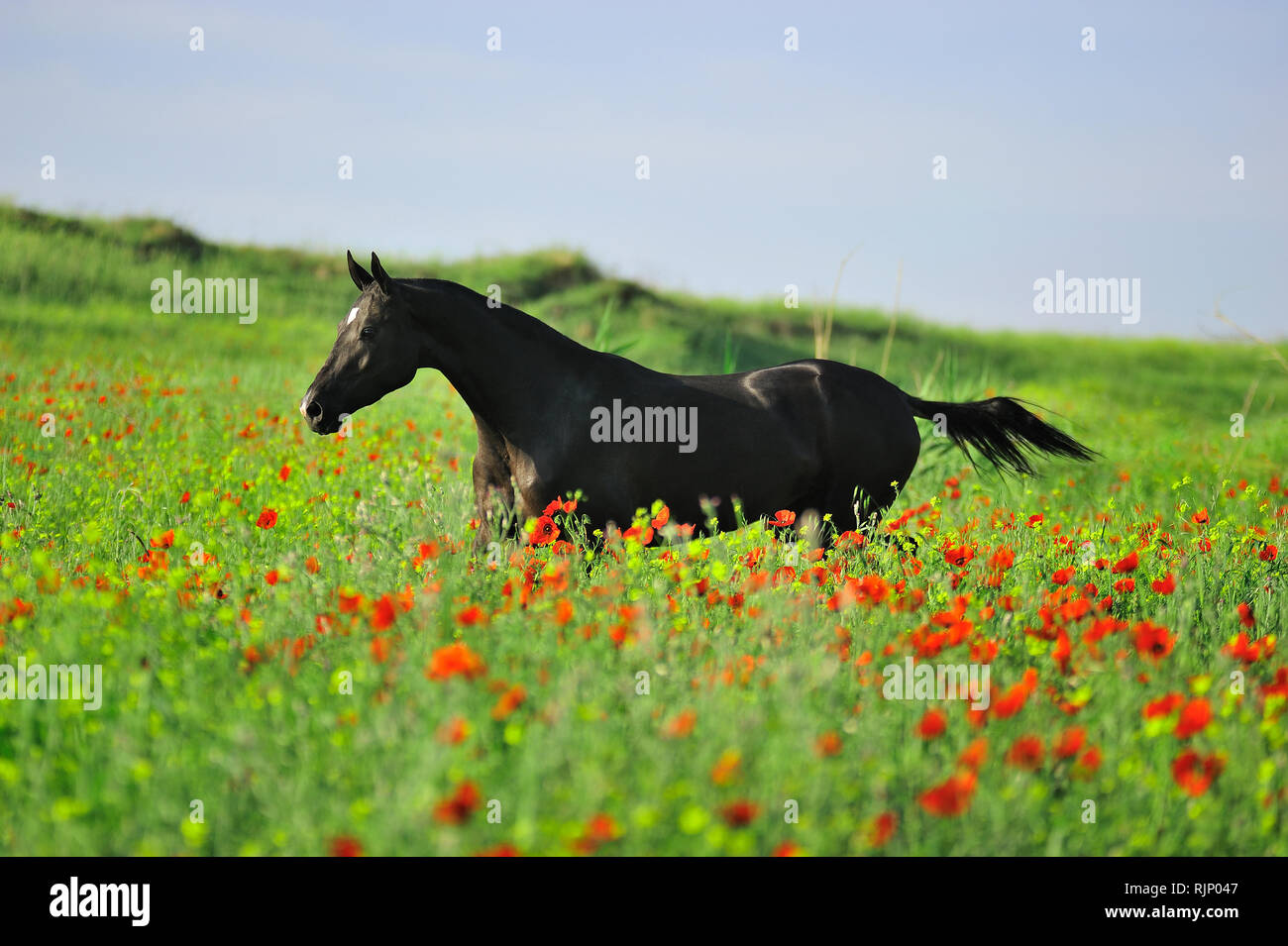 Black akhal teke horse running in the tall grass full of red and yellow ...