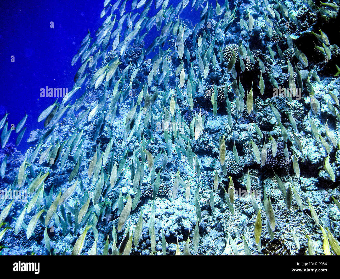 Shoal of fish with sunburst hi-res stock photography and images - Alamy