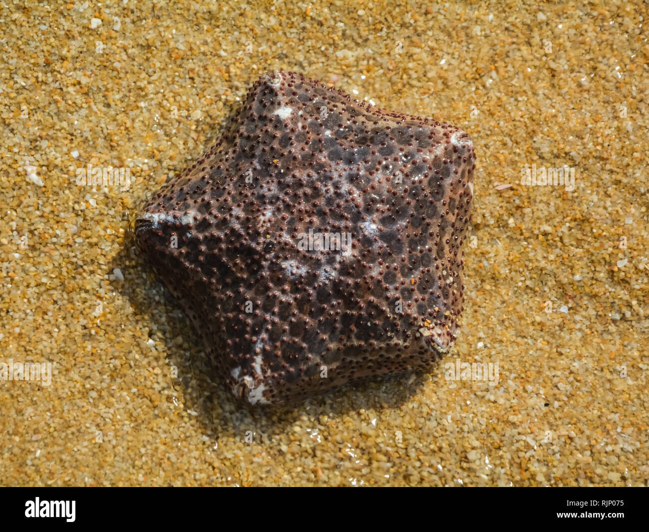 Starfish lying on the sand. Marine echinoderm Starfish lying on the ...
